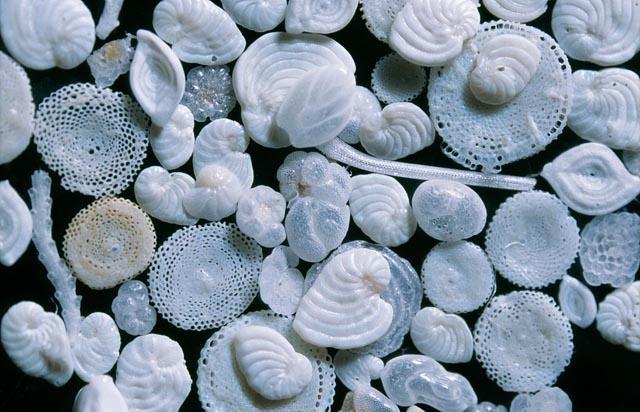 BECRE - ES Cacilhas-Tejo: Foraminíferos